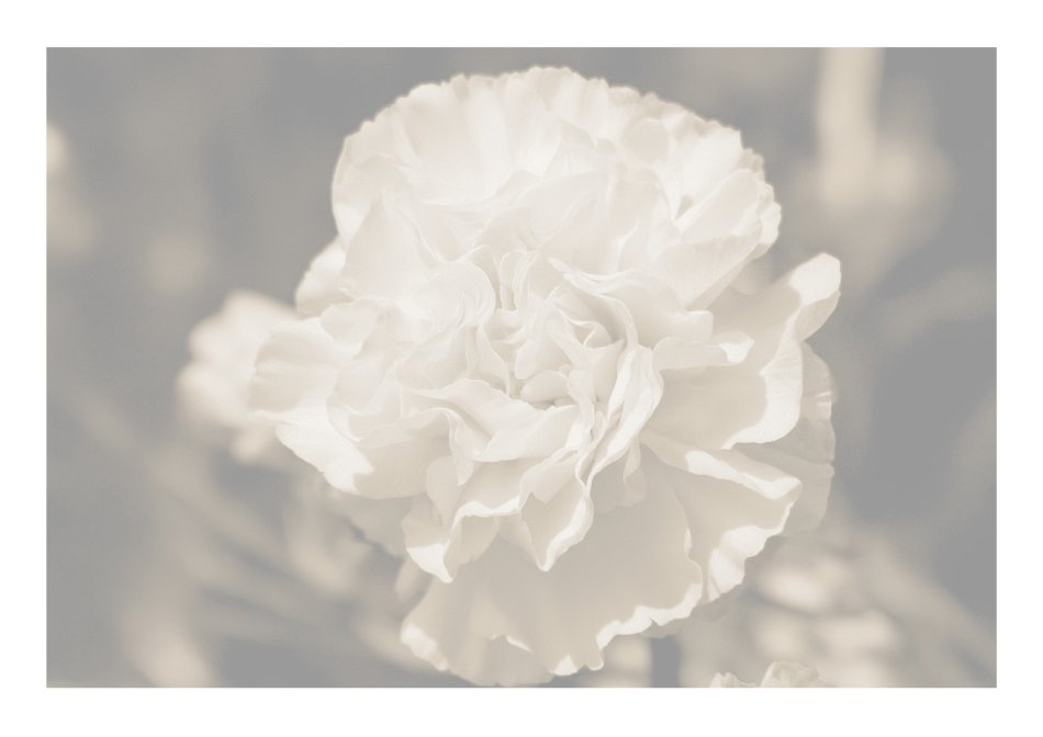 Witte anjer sepia | Afscheidsdrukwerk